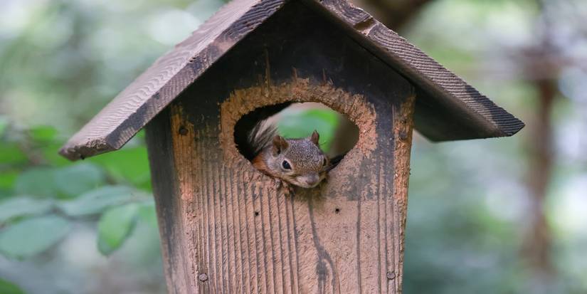 The Charm of Squirrel Houses: Enhancing Your Backyard With Wildlife