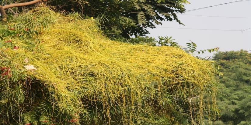 Strangleweed: The Ruthless Garden Invader and How to Stop It