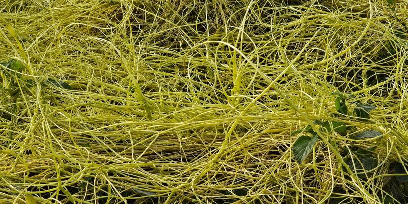 Strangleweed: The Ruthless Garden Invader and How to Stop It