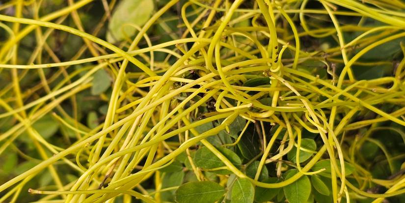 Strangleweed: The Ruthless Garden Invader and How to Stop It