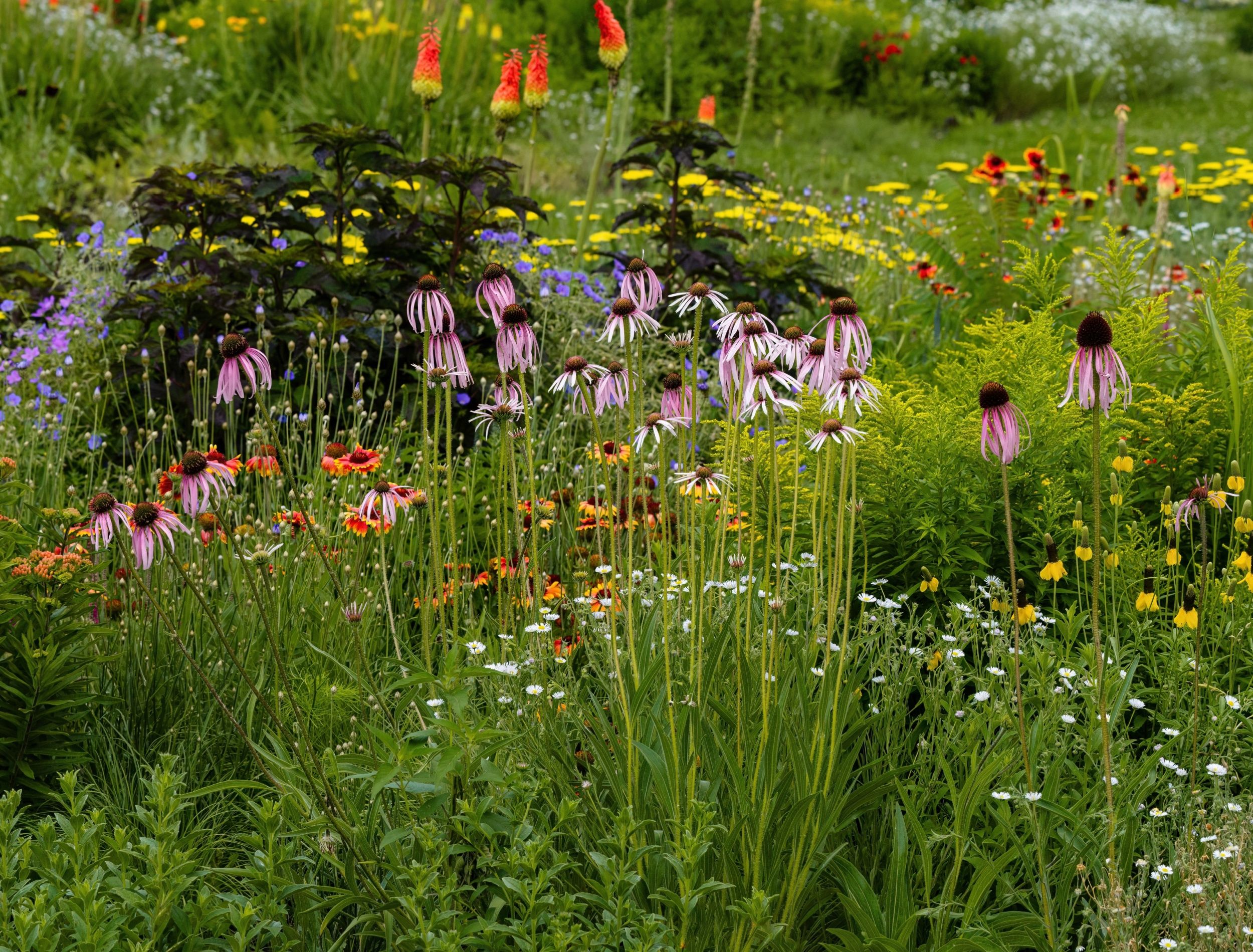 Discover Lush, Resilient Ecosystems through Dutch Wave Garden Artistry