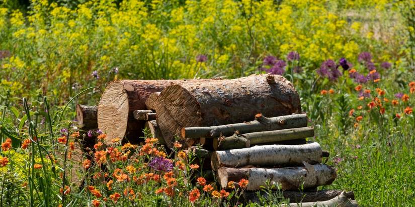 Turn Your Backyard Into a Winter Refuge For Wildlife