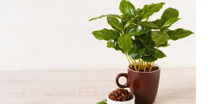 Yes, You Can Grow Coffee Indoors! Discover How