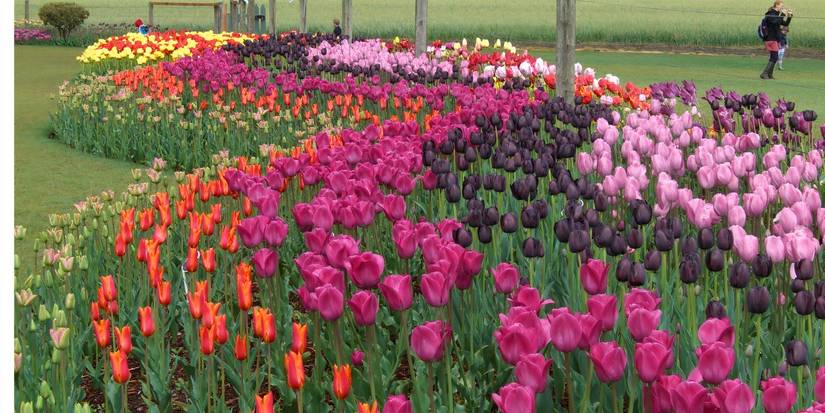 Design a Garden Masterpiece: Planting Flowers in Fun Shapes