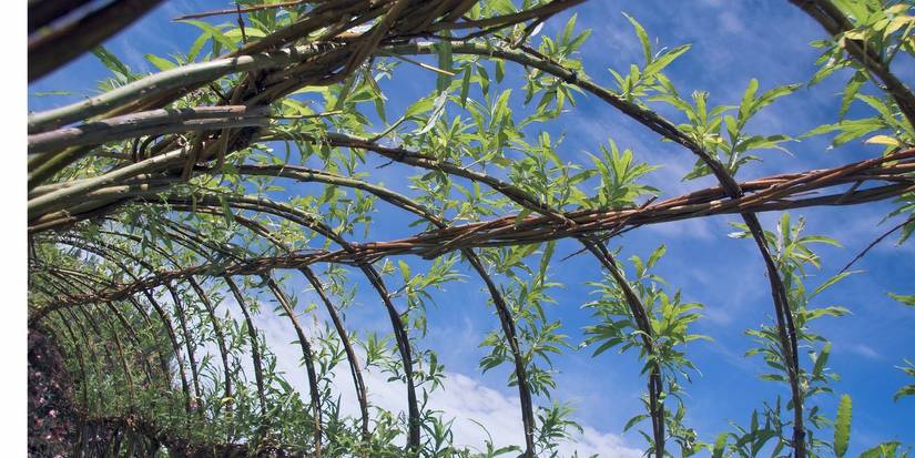 5 Creative Ways to Grow a Living Garden Arch