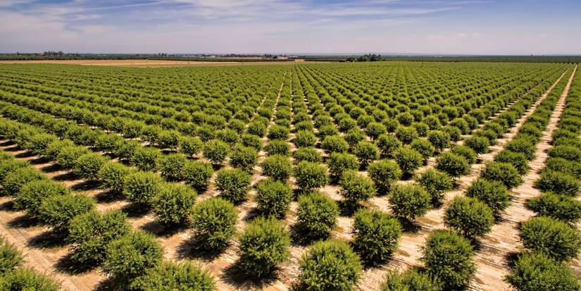 Master the Art of Planting Patterns: Design Dynamic, Sustainable Gardens