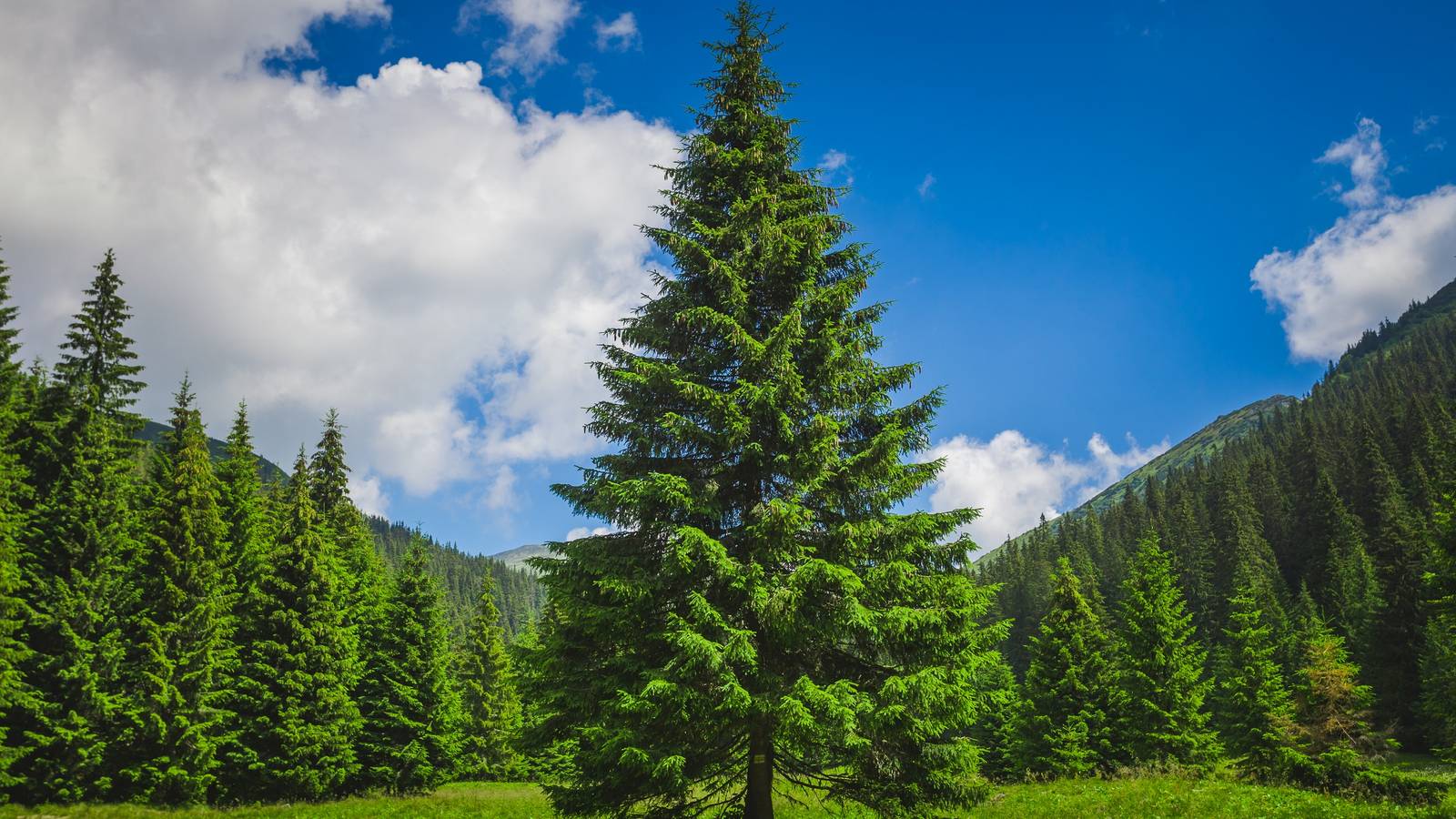 Tree Canopies and Well-Being: Landscape to Improve Health