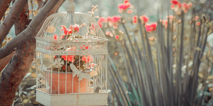 Creative Ways to Repurpose Bird Cages in Your Garden