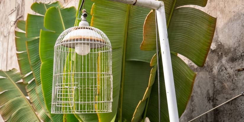 Creative Ways to Repurpose Bird Cages in Your Garden