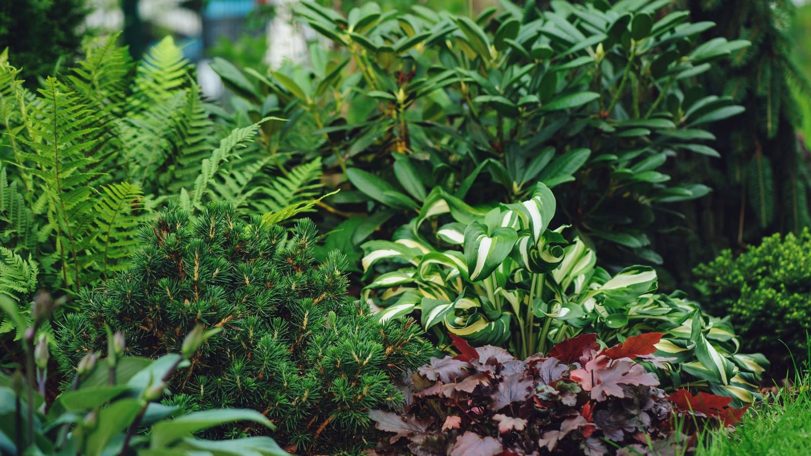 Ultimate Bog Garden Design: Nurturing Bog Plants and Attracting Wildlife