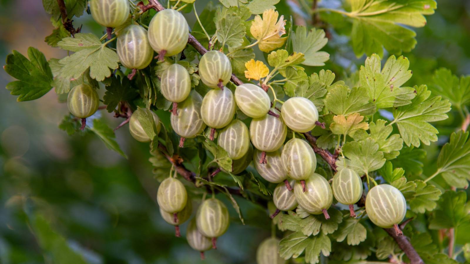 Master Gooseberry Cultivation: Soil, Sunlight, and Pest Management Tips