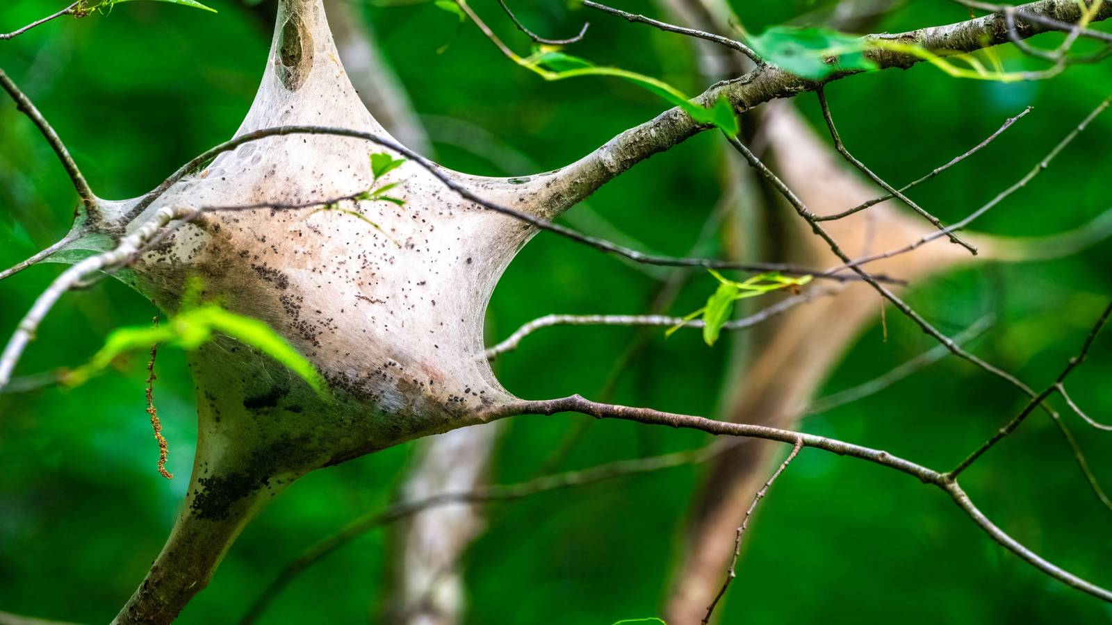 Spring Garden Alert: Identify and Remove Caterpillar Nests Safely