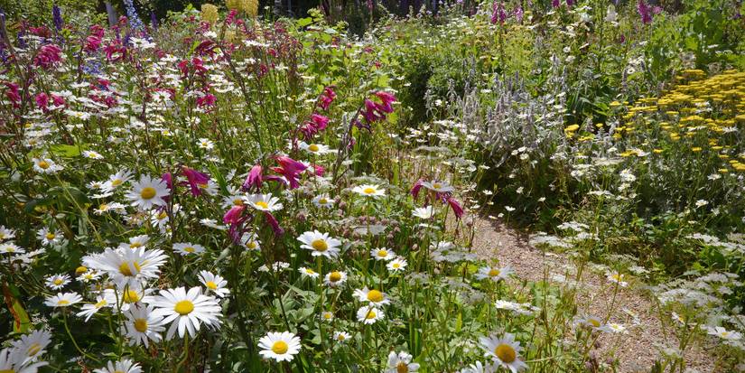 Create a Charming Country Garden: Design Tips and Planting Guide