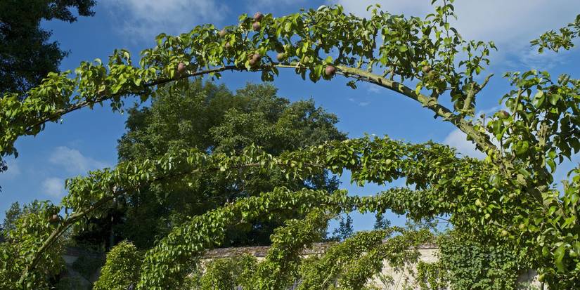 5 Creative Ways to Grow a Living Garden Arch