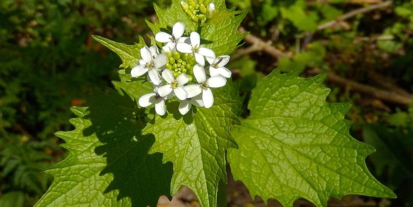 How to Grow Garlic Mustard: A Versatile Edible Weed for Your Garden