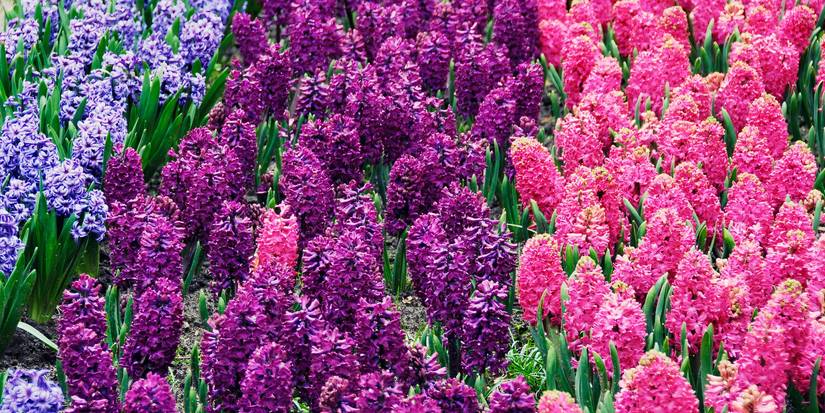 5 Easter Sunday Flowers to Brighten Your Table