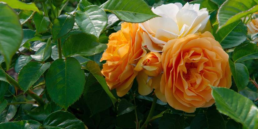 April’s Best Blooms: 5 Stunning Roses to Plant Now