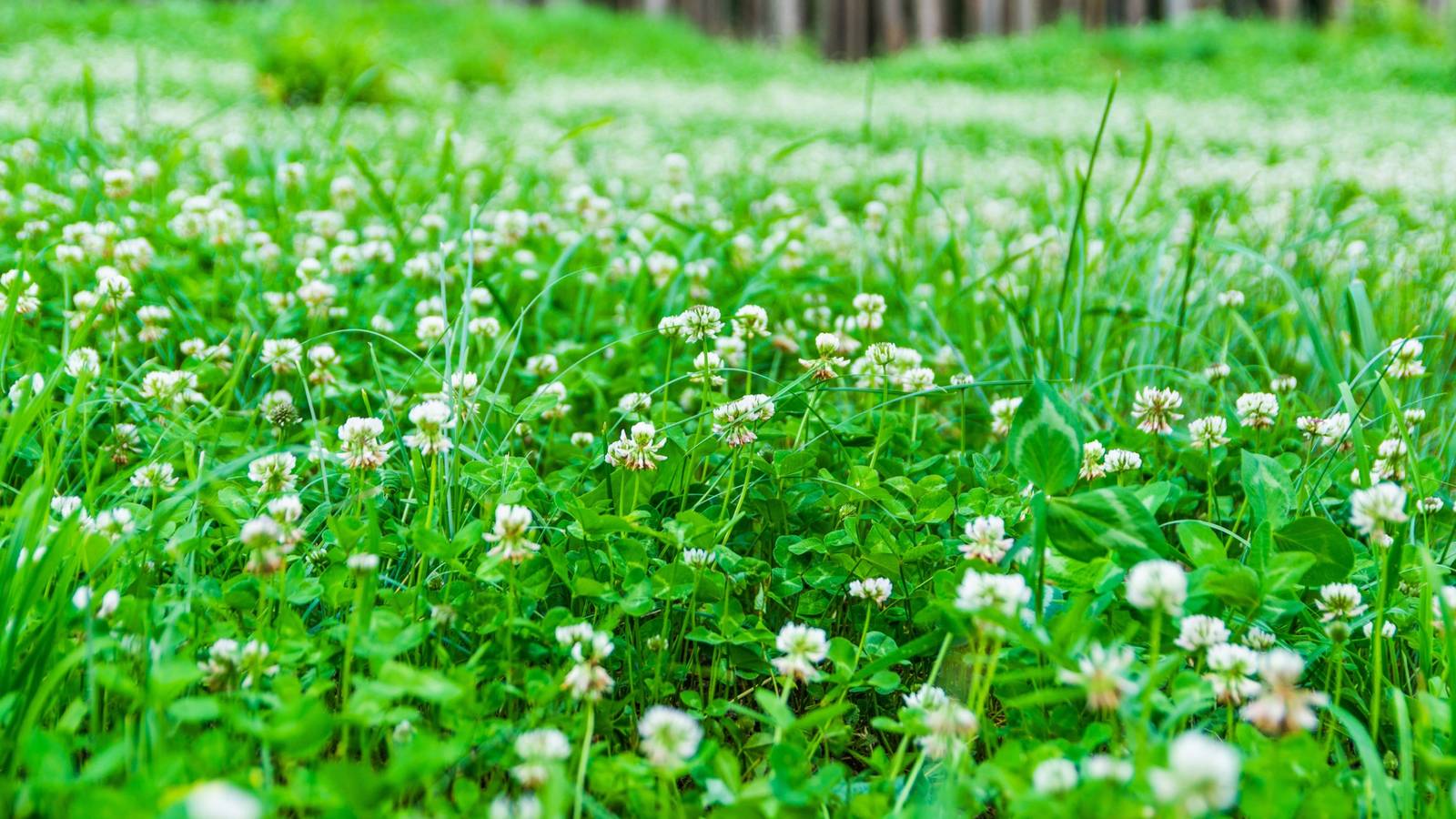 Should You Kill Clover? Pros and Cons for a Healthier Lawn