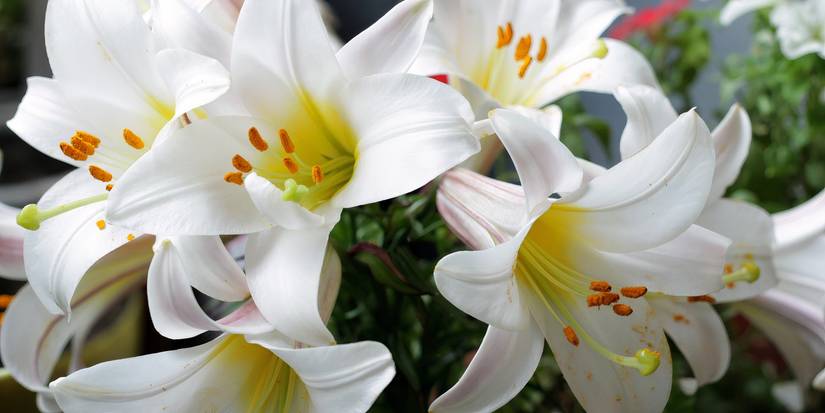 Grow 5 Stunning Easter Lilies That Bloom Beautifully This April