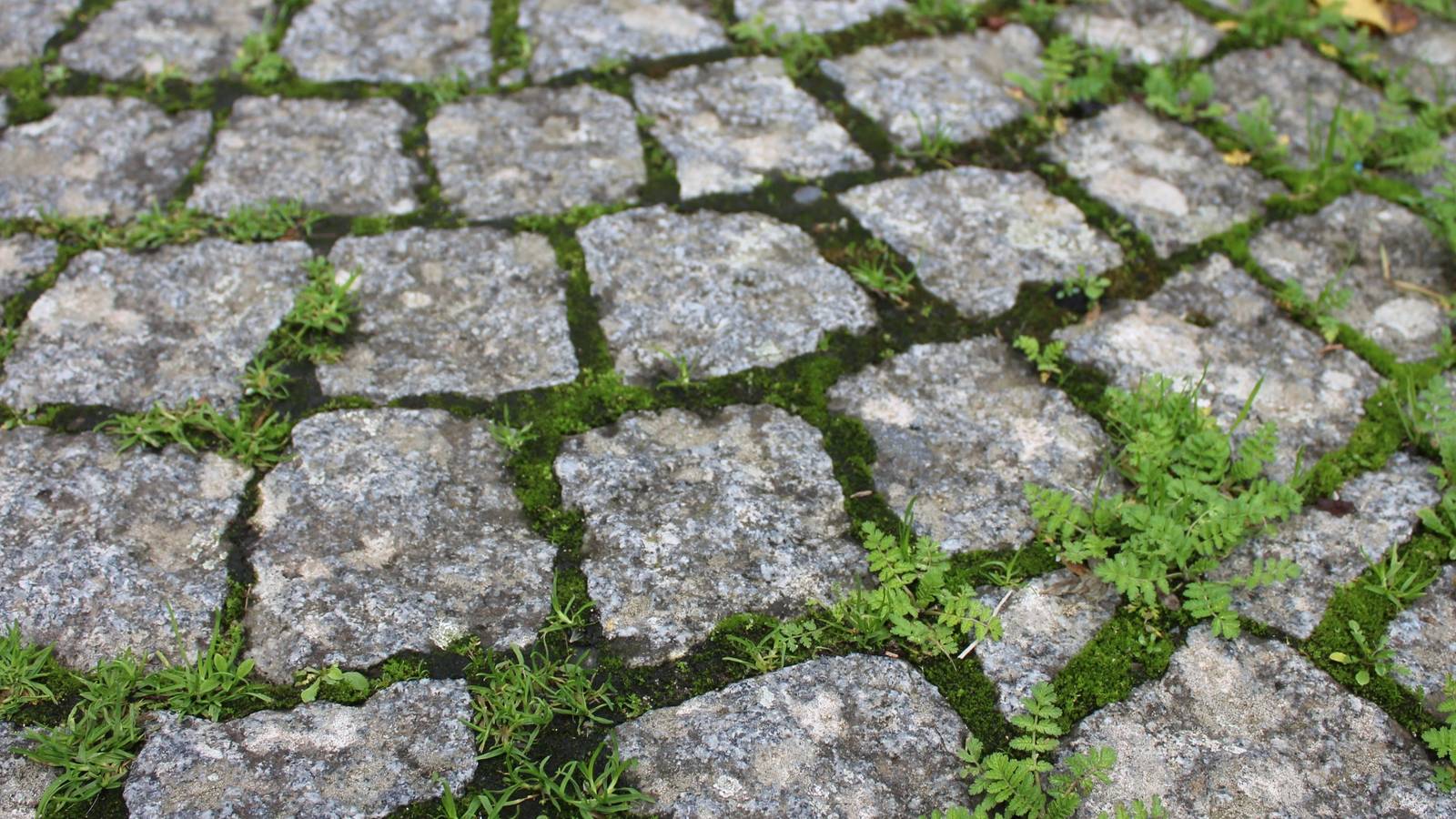 Stop Moss on Garden Paths with Smart Design and Easy Maintenance