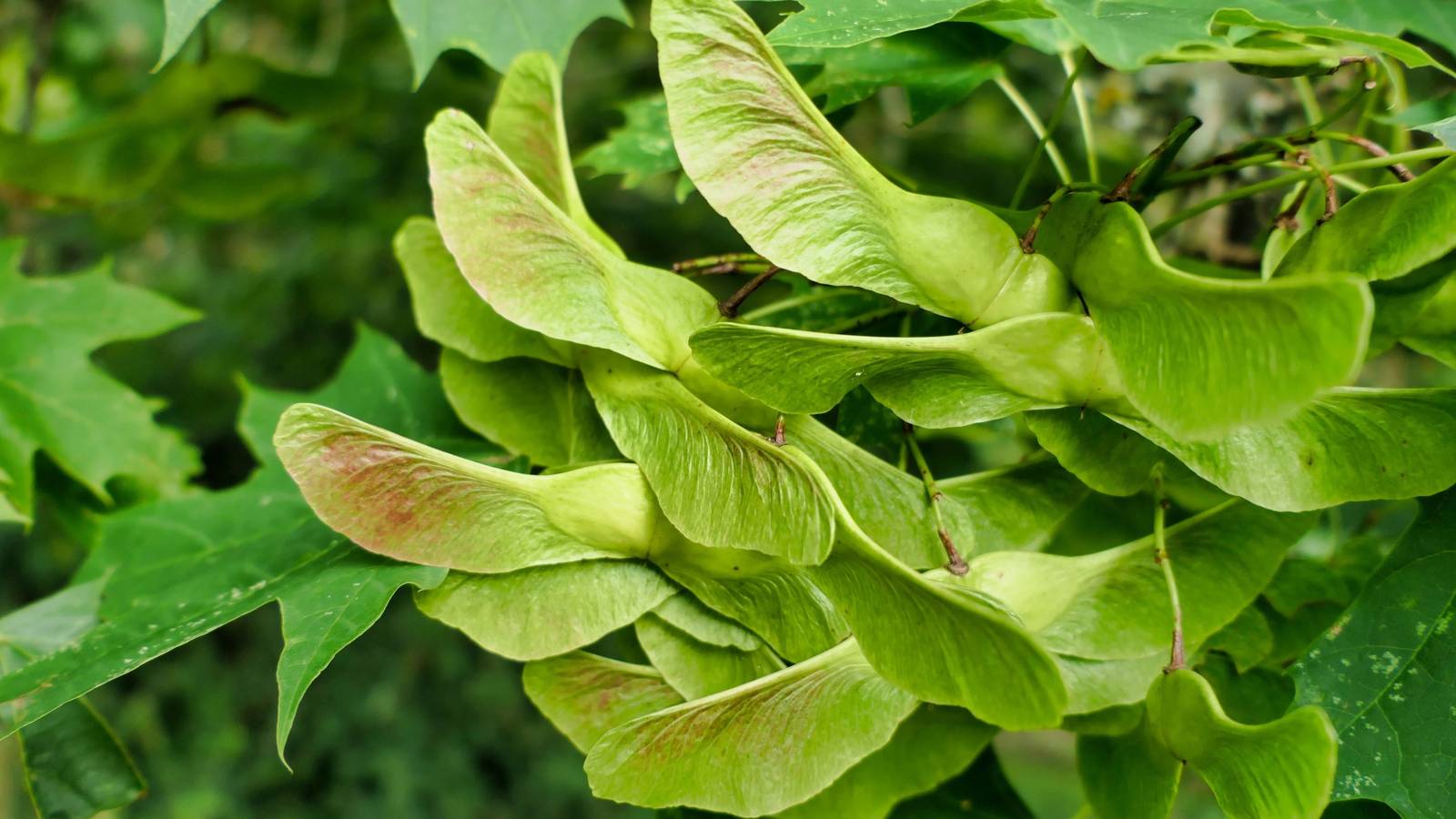 Top Trees That Cause Spring Lawn Litter and How to Manage It