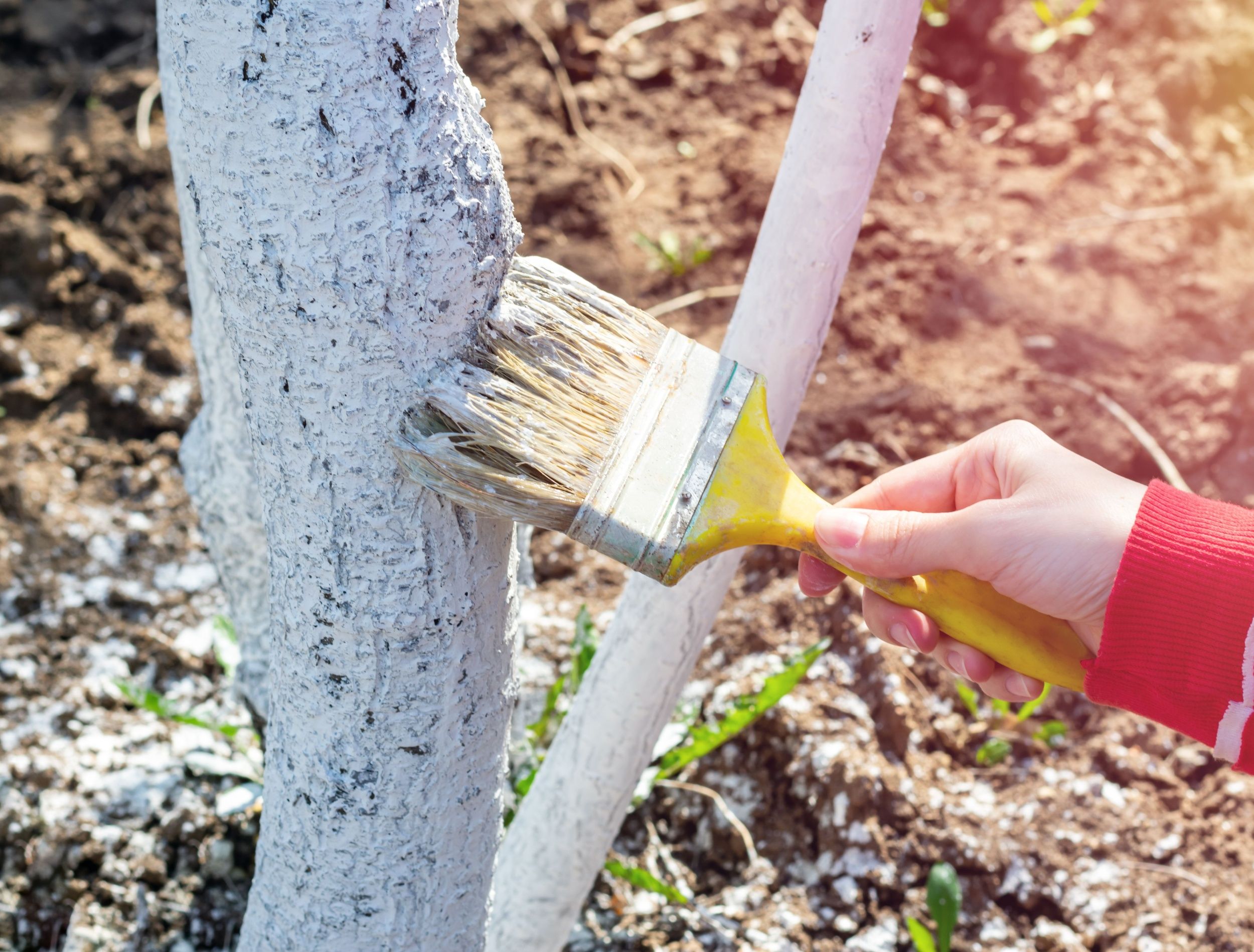 Why Tree Trunks Are Painted White: Benefits for Bark and Tree Health