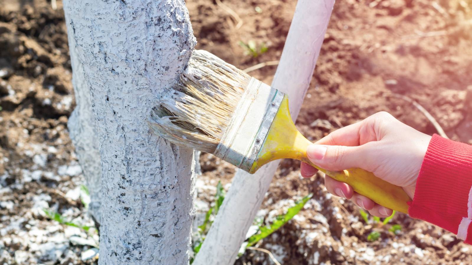 Why Tree Trunks Are Painted White: Benefits for Bark and Tree Health