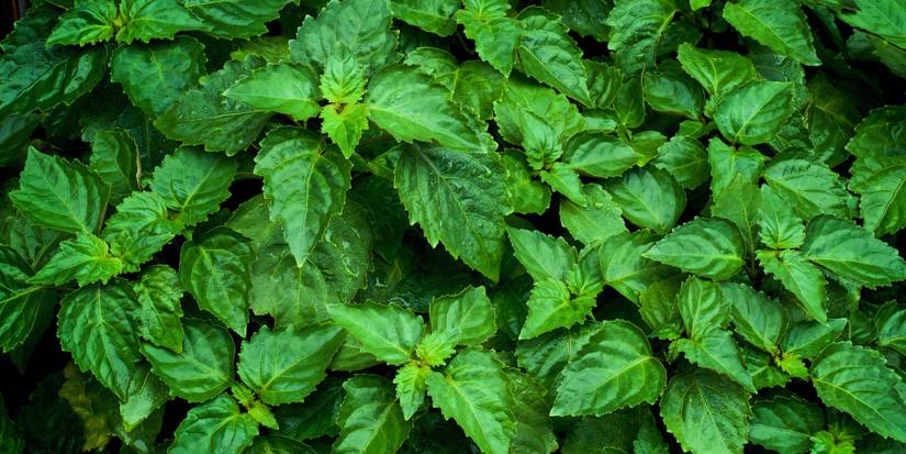 The Benefits and Uses of Patchouli Oil: A Complete Guide