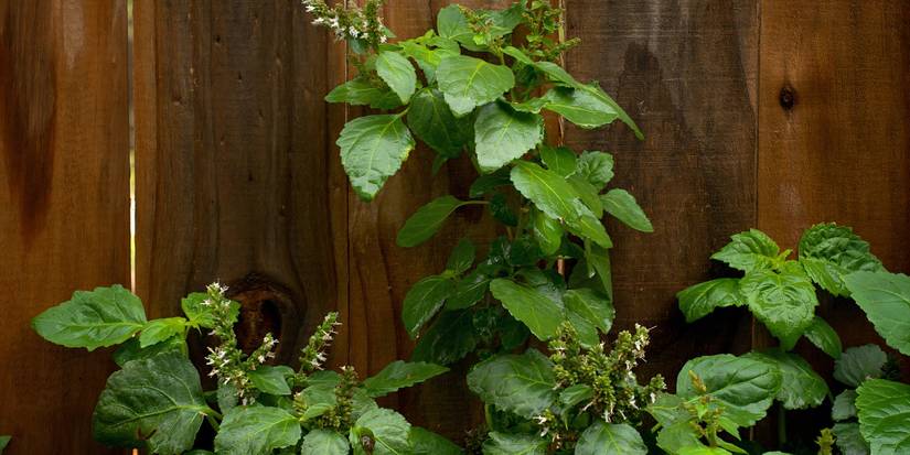 The Benefits and Uses of Patchouli Oil: A Complete Guide