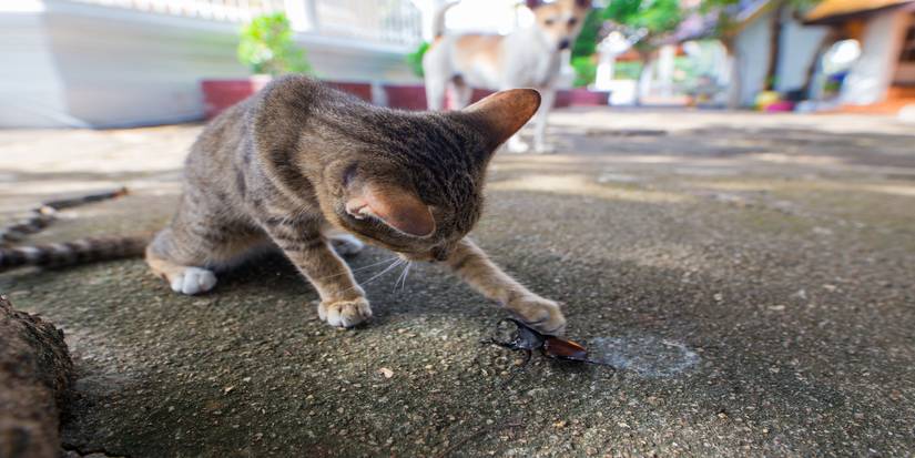 The Truth About Pets Eating Common House Bugs