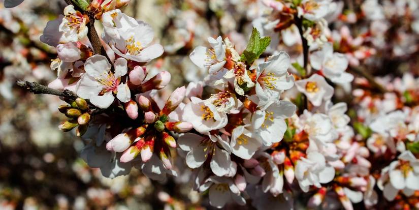 Edible Beauty: Cherry, Apple, Plum, Peach and Apricot Trees