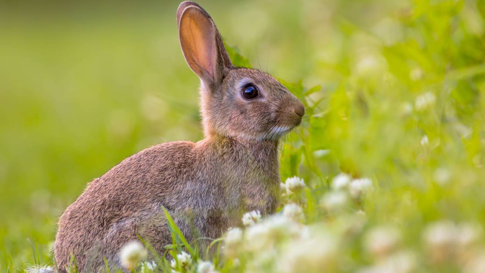 How to Repel Rabbits and Keep Easter Bunnies Out of Your Garden