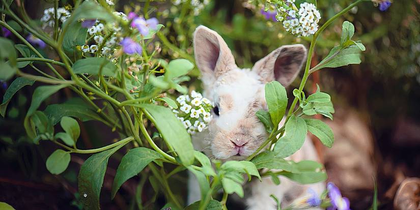 How to Repel Rabbits and Keep Easter Bunnies Out of Your Garden
