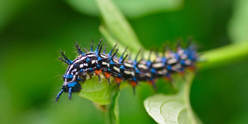 Guarding Gardens: Recognize and Manage Dangerous Caterpillars