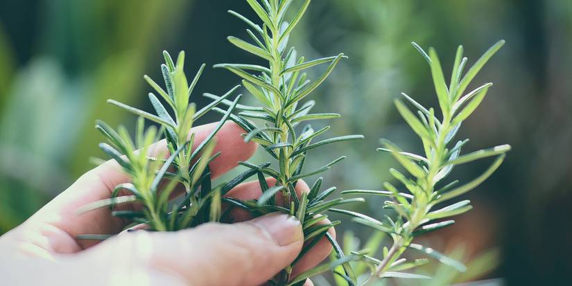 Transform Meals and Spaces With the Power of Rosemary