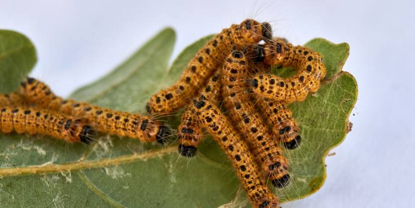 Guarding Gardens: Recognize and Manage Dangerous Caterpillars