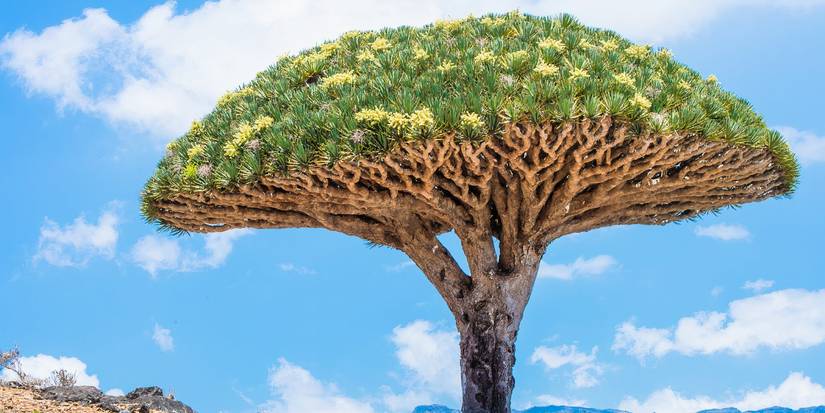 How to Grow a Socotra Dragon Tree: Care, Benefits, and Conservation