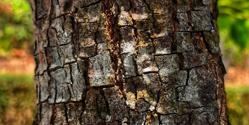 Why Tree Trunks Are Painted White: Benefits for Bark and Tree Health