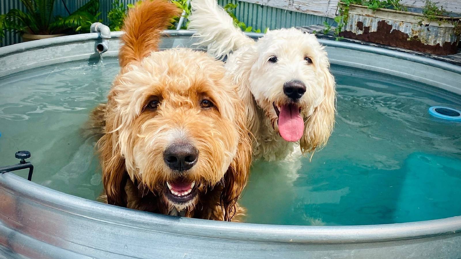 How to Build a Budget-Friendly Hot Tub for Your Backyard