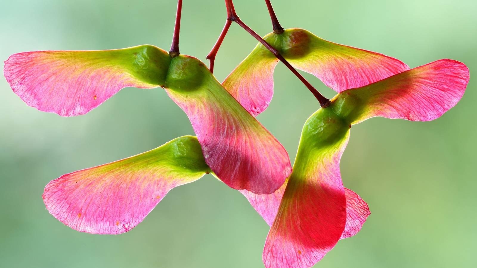 What Are Tree Helicopters? Why Seeds Are Spinning Through the Air