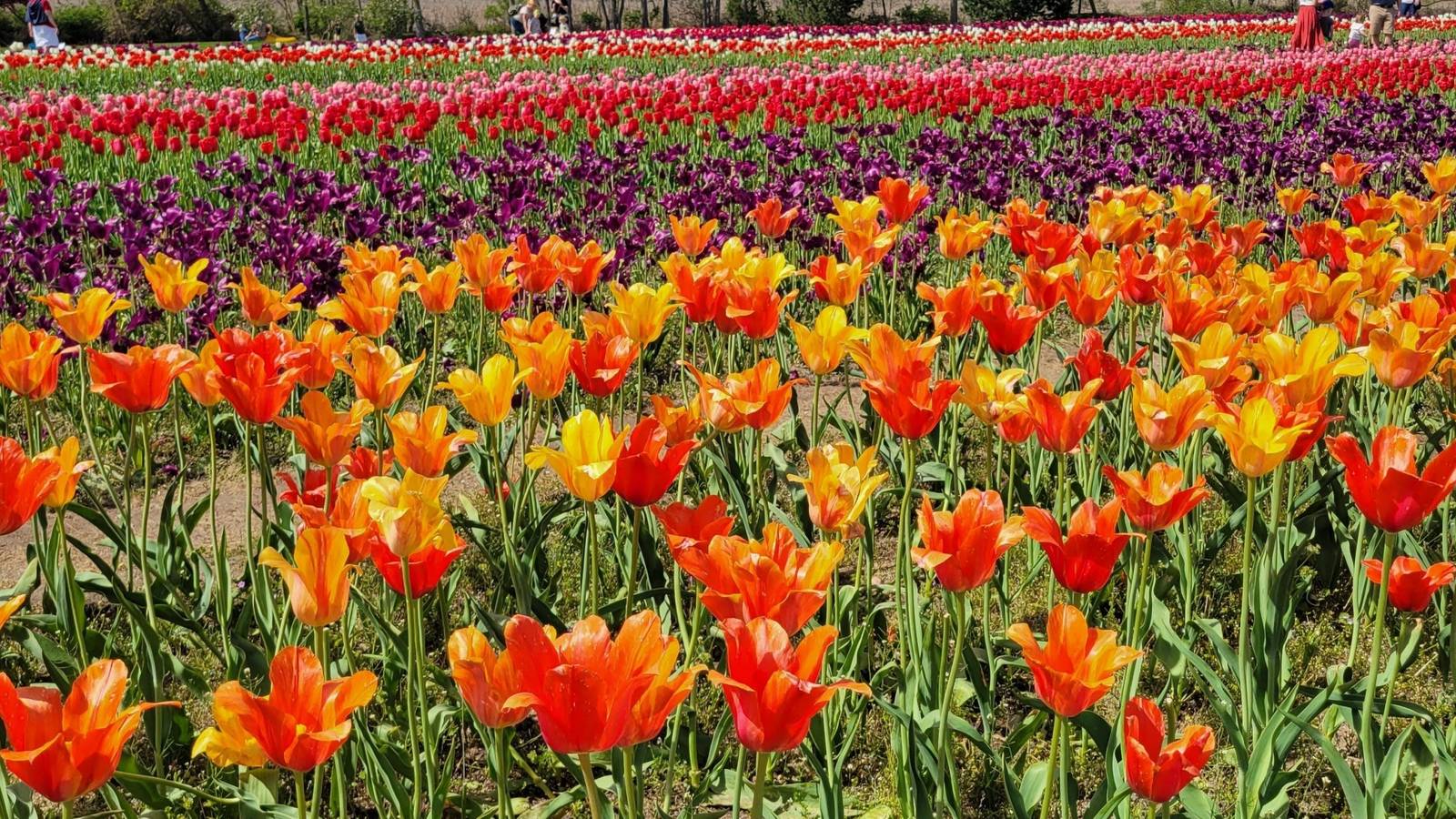 Holland, Michigan’s Tulip Festival Feels Like Europe in Spring