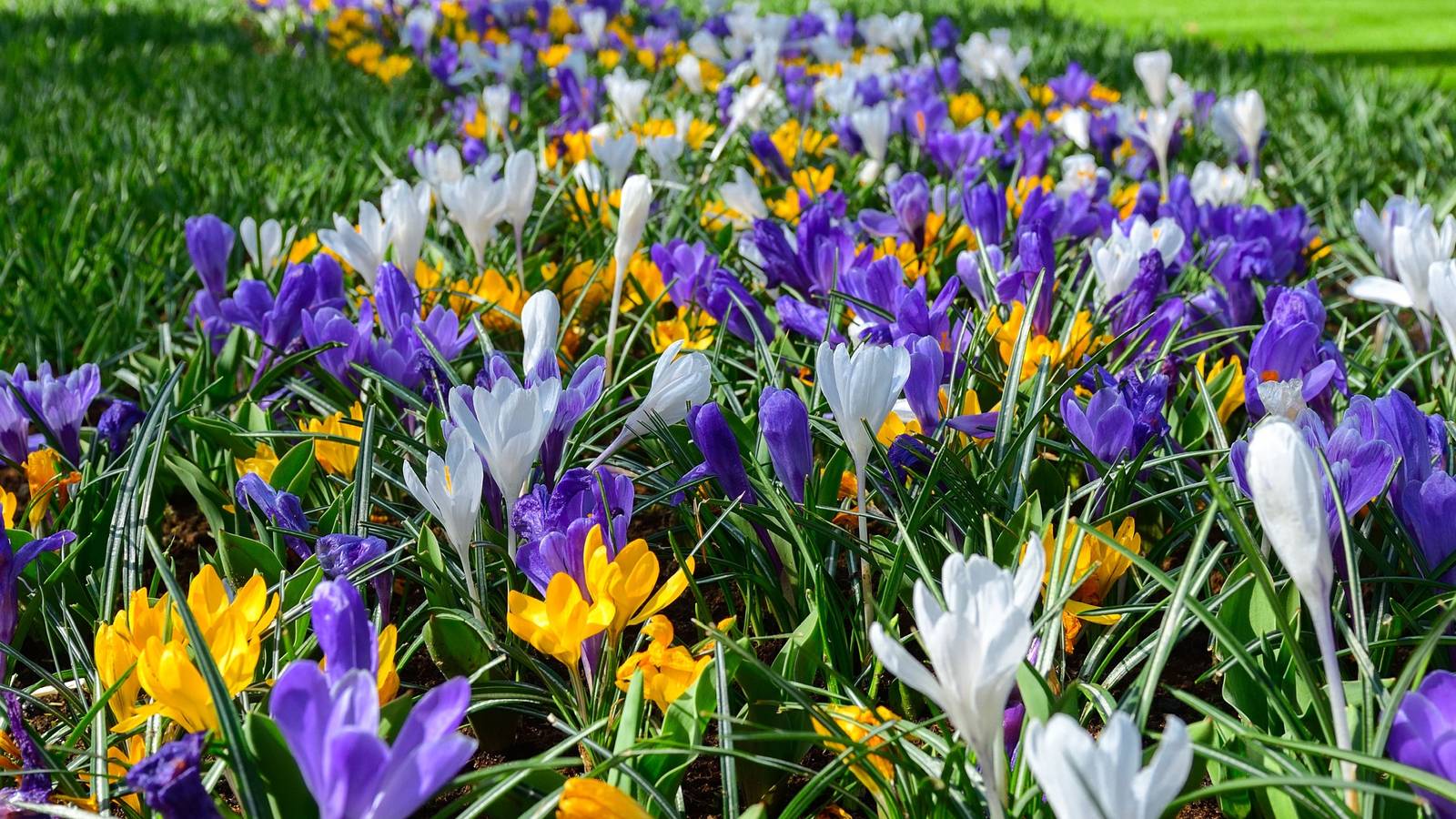 Stunning Flower Color Palettes for a Beautiful Garden Layout