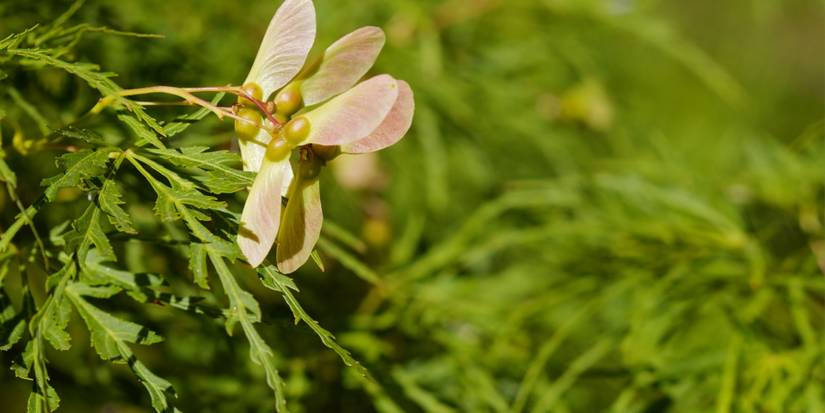 What Are Tree Helicopters? Why Seeds Are Spinning Through the Air