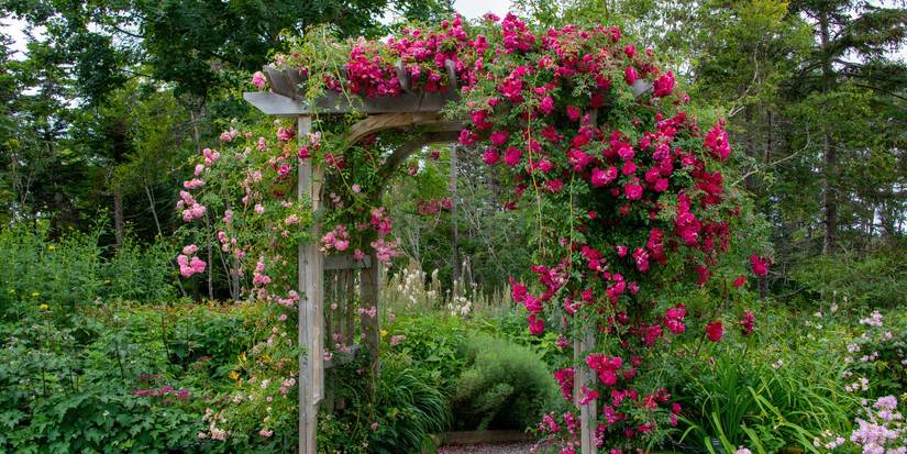 Transform Your Garden With Climbing Roses
