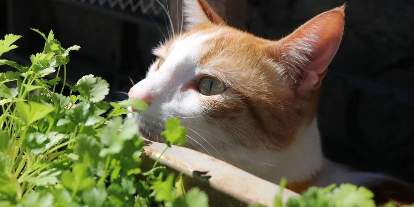 Pet-Safe Gardening Starts With These Plants