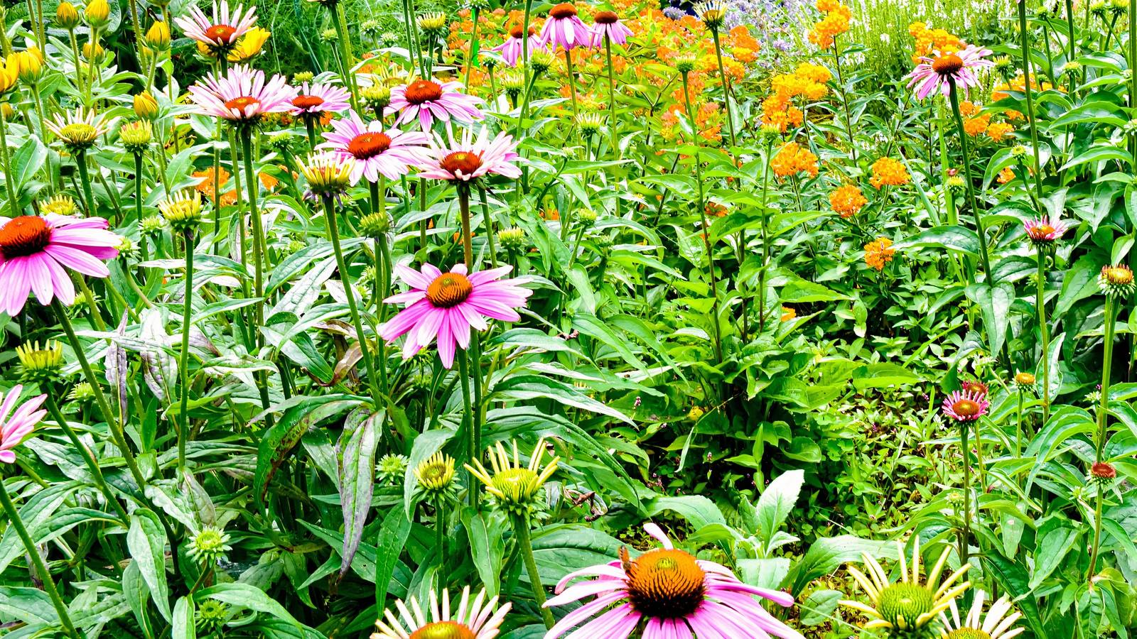 Which Flower Plants Stick Around the Longest?