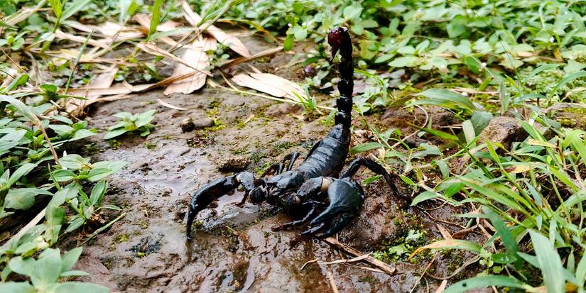 Ouch! 7 Stinging Insects Lurking in Your Garden