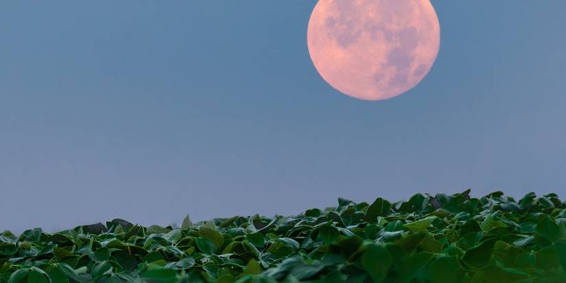 Moon Gardening Explained: Fact or Folklore?