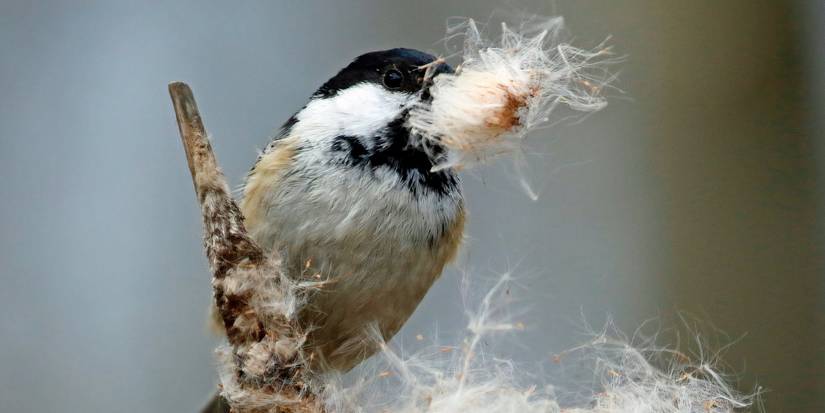 Texas Backyard Surprise: The First Known Jay Hybrid