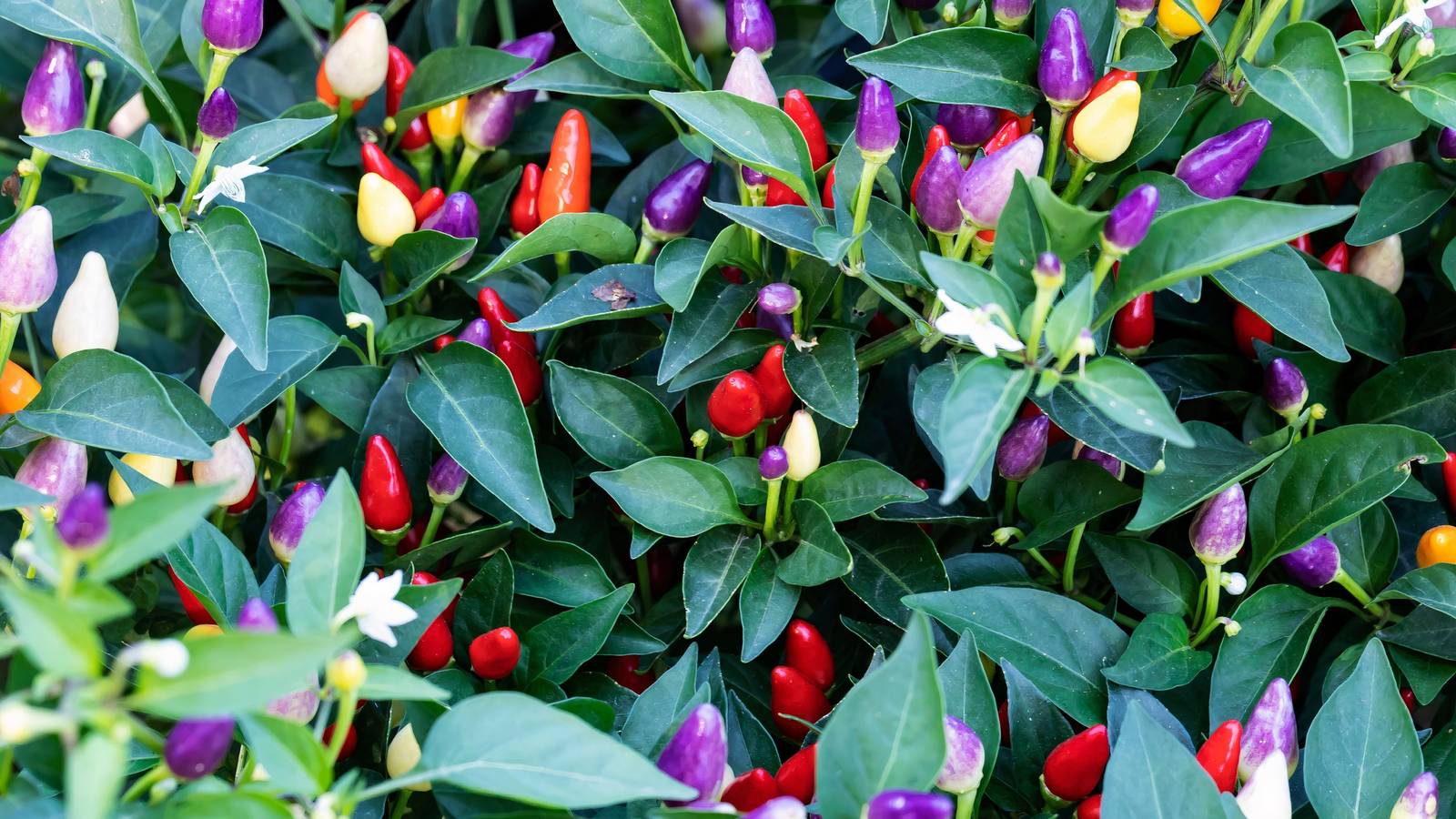 6 Beautiful Veggies That Double as Porch Decor